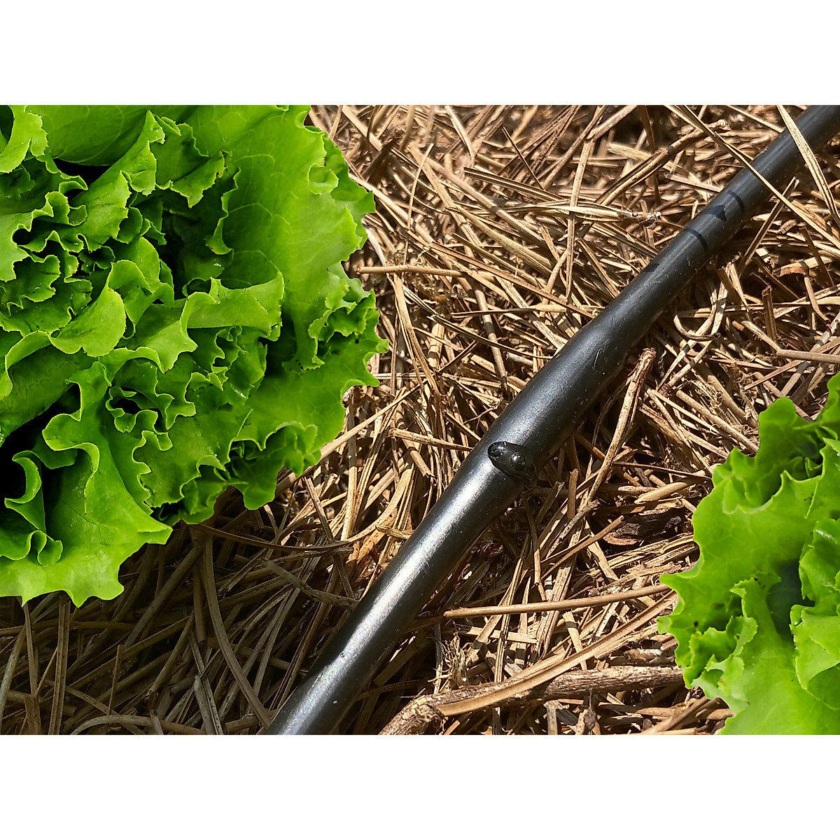 Habitech 1/4" Irrigation Dripline Tubing (100 Ft Roll) - 6" Emitter Spacing - 1/4" Drip Irrigation Fittings Included