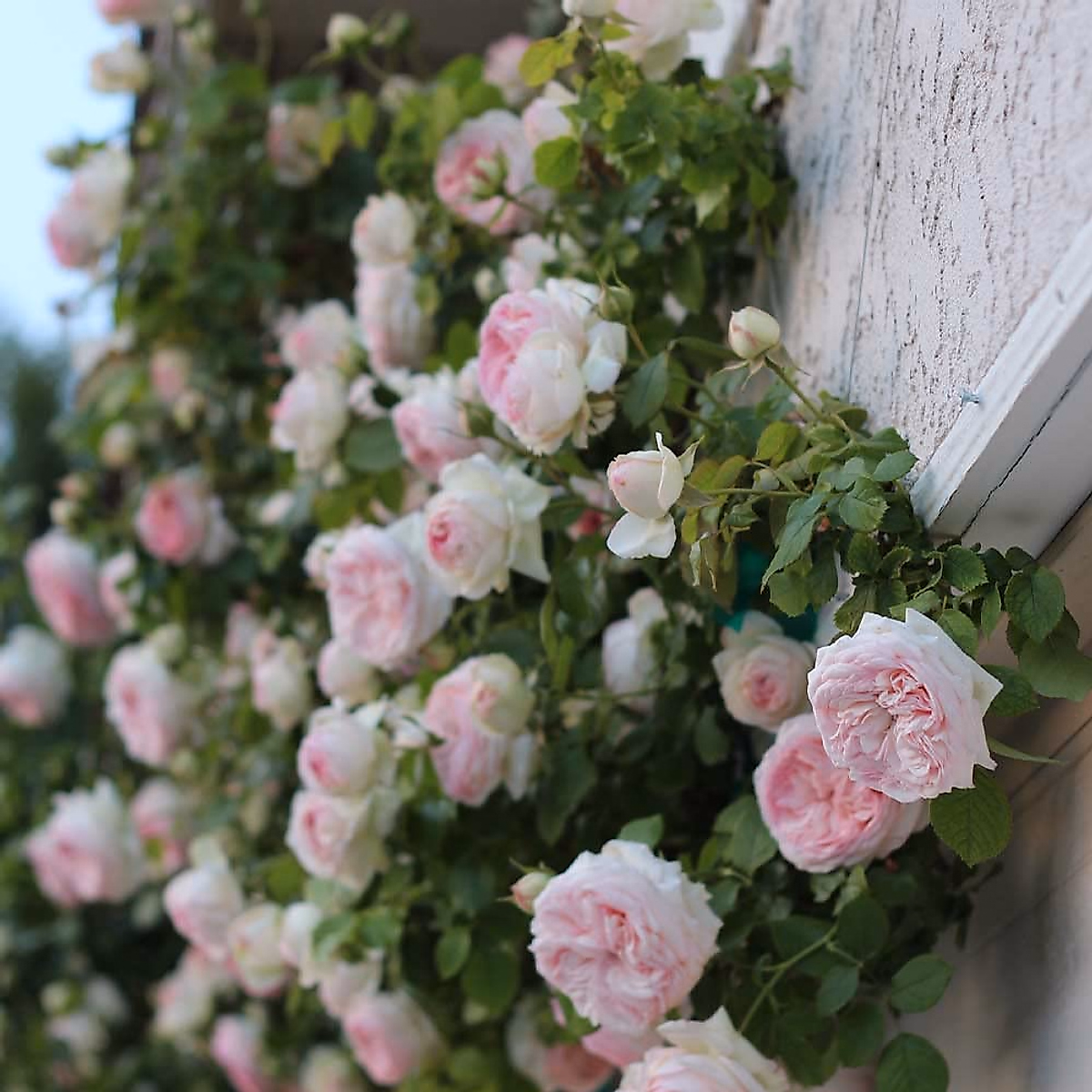 Heirloom Roses Eden Climber® Rose Plant - Climbing Pink Rose Bush, Own Root Rose Plants for Planting Outdoors