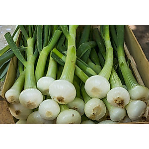 500 Barletta Onion Seeds for Planting Short Day Italian Heirloom Onion. Non GMO 2 Grams Garden Vegetable Bulk Survival Pearl Onion