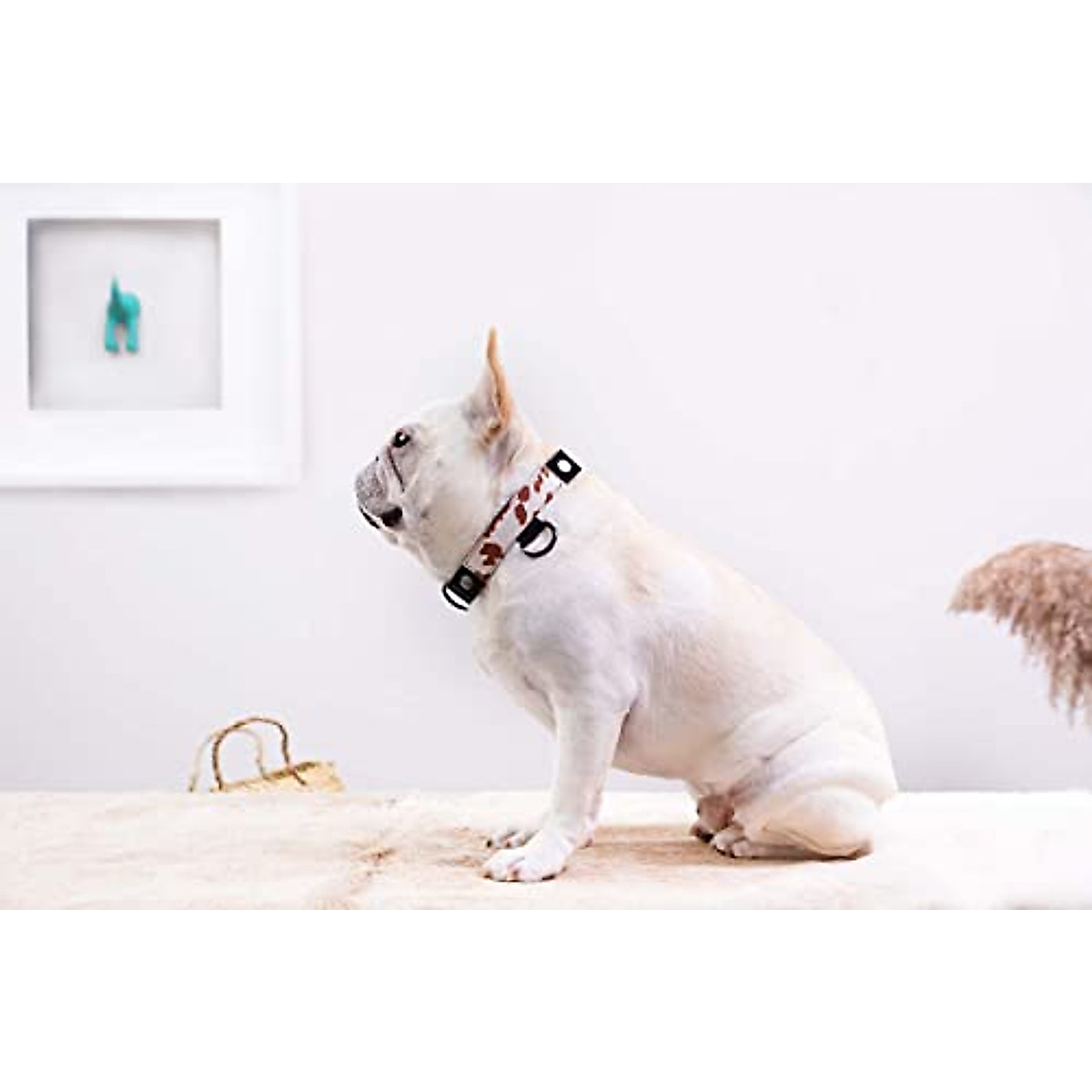 Teddy - Modular Dog Collar