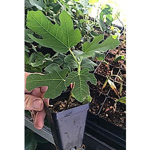 Fignomenal Dwarf Fig Tree – Dwarf Fig Plant – Self Fertile