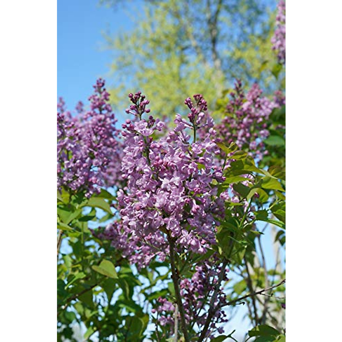 Proven Winners SYRPRC1157800 Scentara Double Blue Live Shrub 4.5" Quart Purple