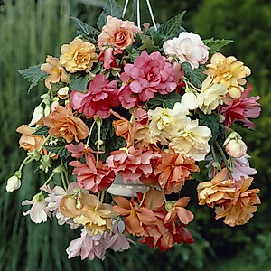 Begonia Tubers - Hanging Basket Pastel Mix - 25 Tubers - Mixed Flower Bulbs, Tuber Attracts Bees, Attracts Pollinators, Easy to Grow & Maintain, Fast Growing, Container Garden