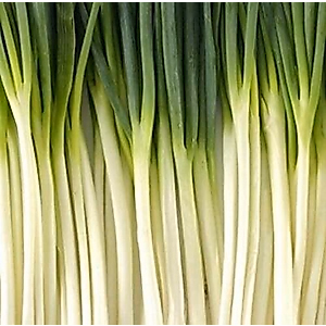 CHUXAY GARDEN Scarlet Bandit Bunching Onion 100 Seeds Purple Onion Vegetables Rare Special Flavor Seasoning Plant Grows in Garden and pots