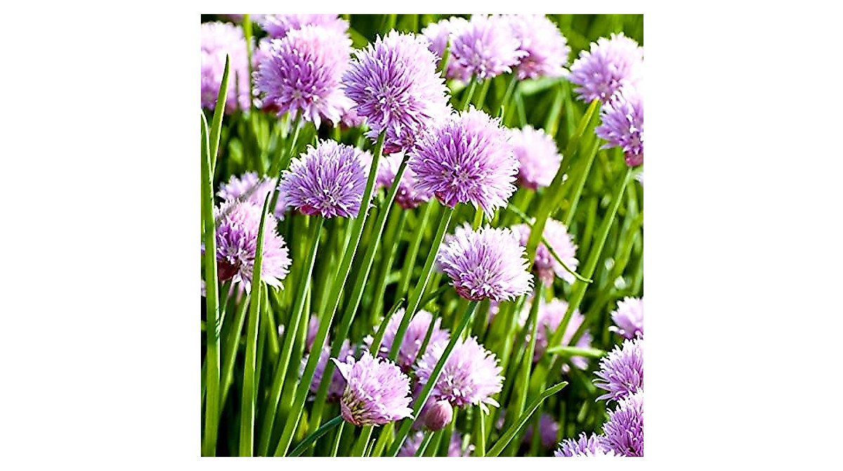 Chives Seeds for Planting: Easy-to-Grow Herb Garden Essential