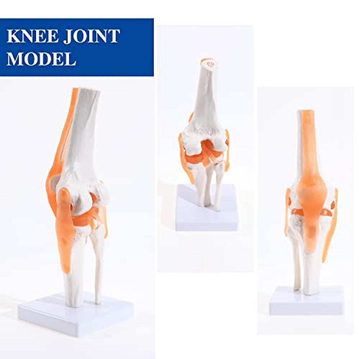 ASINTOD Anatomical Medical Knee Joint with Ligaments Model, Human 1:1 Life Size, for Science Classroom Study, Display Teaching