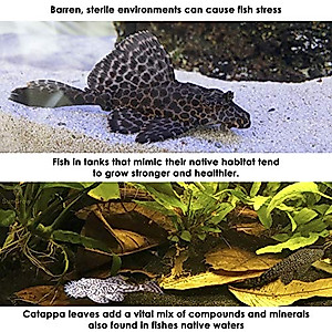 SunGrow Saver Bundle Pack - Catappa Leaves 10Pcs/Pack + Large Leaf Hammock