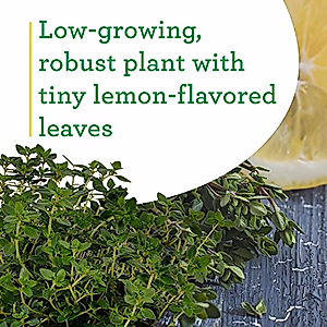 Bonnie Plants Lemon Thyme Live Herb Plants - 4 Pack, Perennial In Zones 7 to 9, Full Sun to Part Shade
