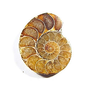 XUETZALCOATL Dakshah Sudarshan Shaligram 1.5cm - 2.5cm from Kali Gandaki 1 pcs