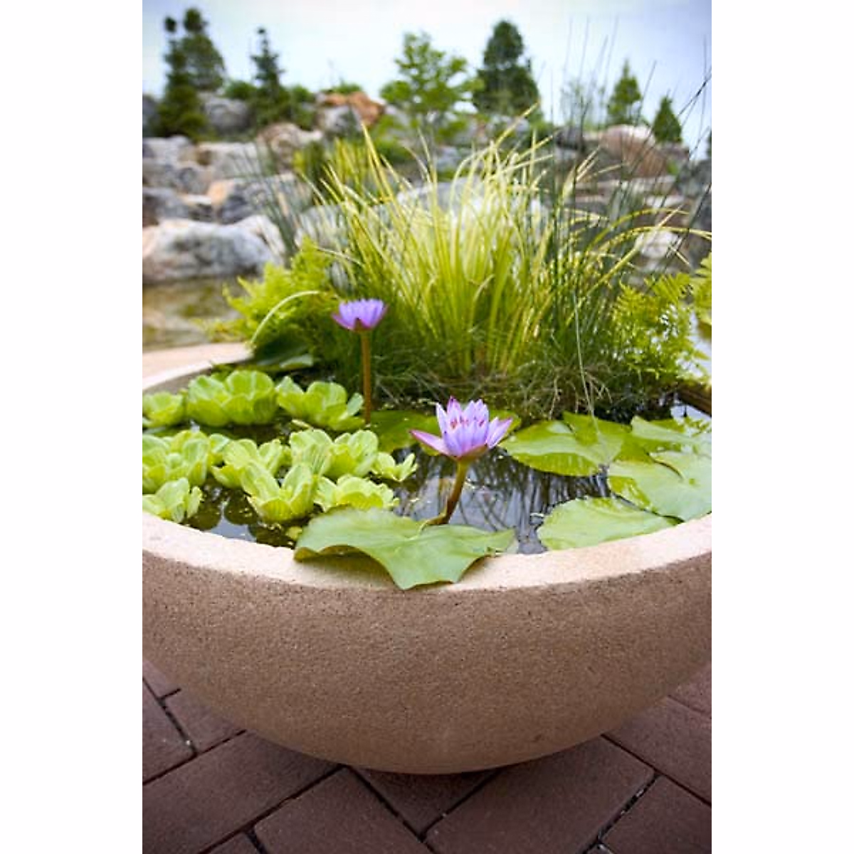 5 Premium Water Lettuce - Easy Live Floating Pond Plants for Water Gardens and Aquariums