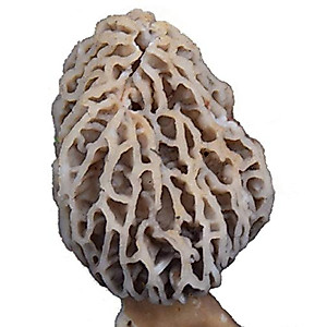 Garden Morel Mushroom Grow Kit - Morel Habitat Kit ® - Grow Morchella Mushrooms