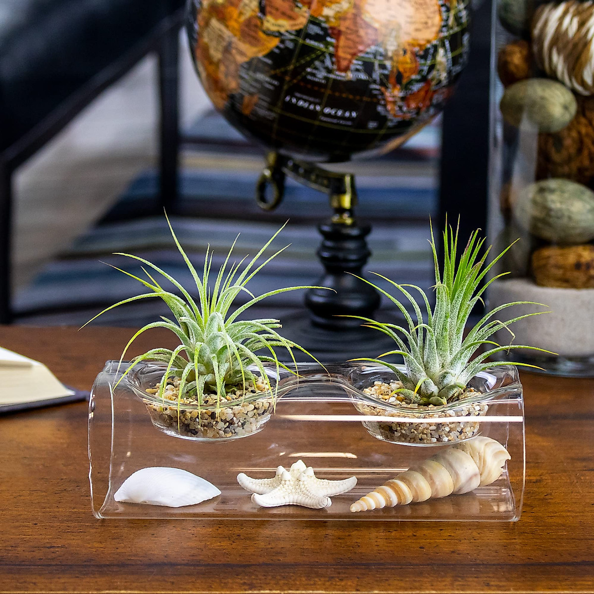 NW Wholesaler - Pack of 3 Tillandsia Air Plants 1-2 Inch - Assorted Air Plant Bundle - Live Indoor House Air Succulents - Air Ferns