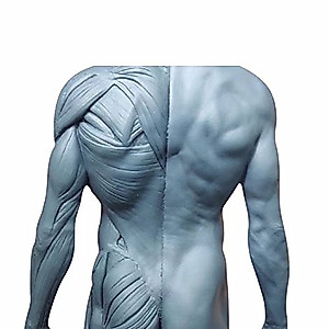 BoNew-Oral 30CM Human Anatomical Anatomy Skull Head Body Muscle Bone Resin Model