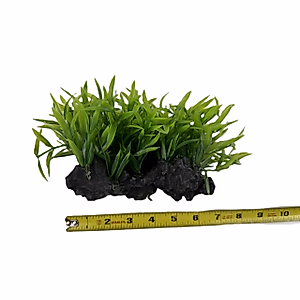 Gingerbread Pet Supply Aquatic Plastic Green Plant with Large Base