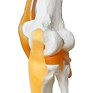 Human Functional Knee Joint Model, with Ligament, Life Size for Medical Teaching Learning, Clinic Demonstration, Kids Learning Education Display Tool