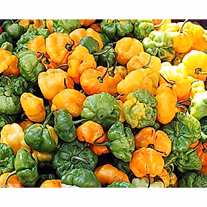 30+ Yellow Scotch Bonnet Jamaican Hot Pepper Seeds Heirloom Non-GMO Spicy, from USA