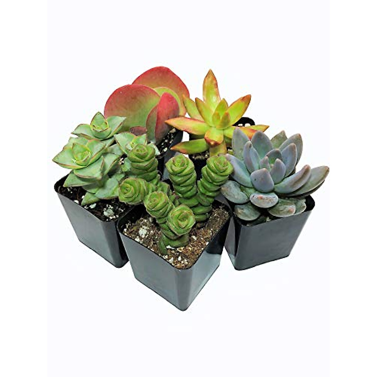 Live Succulent Plants (5 Pack), 2" Live Succulents Fully Rooted in Grower Pots, Succulent Plants Live, by The Succulent Cult
