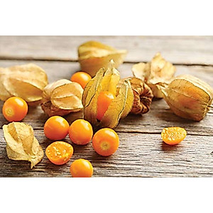 Cape Gooseberry Ground Cherry Seeds - Hundreds of Fruit on Each Plant. (100 - Seeds)