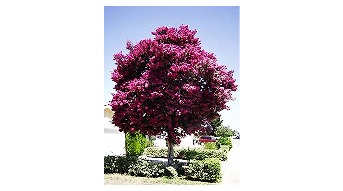 Large Twilight Crape Myrtle - 22ft Tall with Vibrant Purple & Pink Blooms
