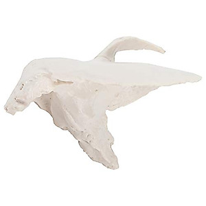 Axis Scientific Temporal Bone - Left