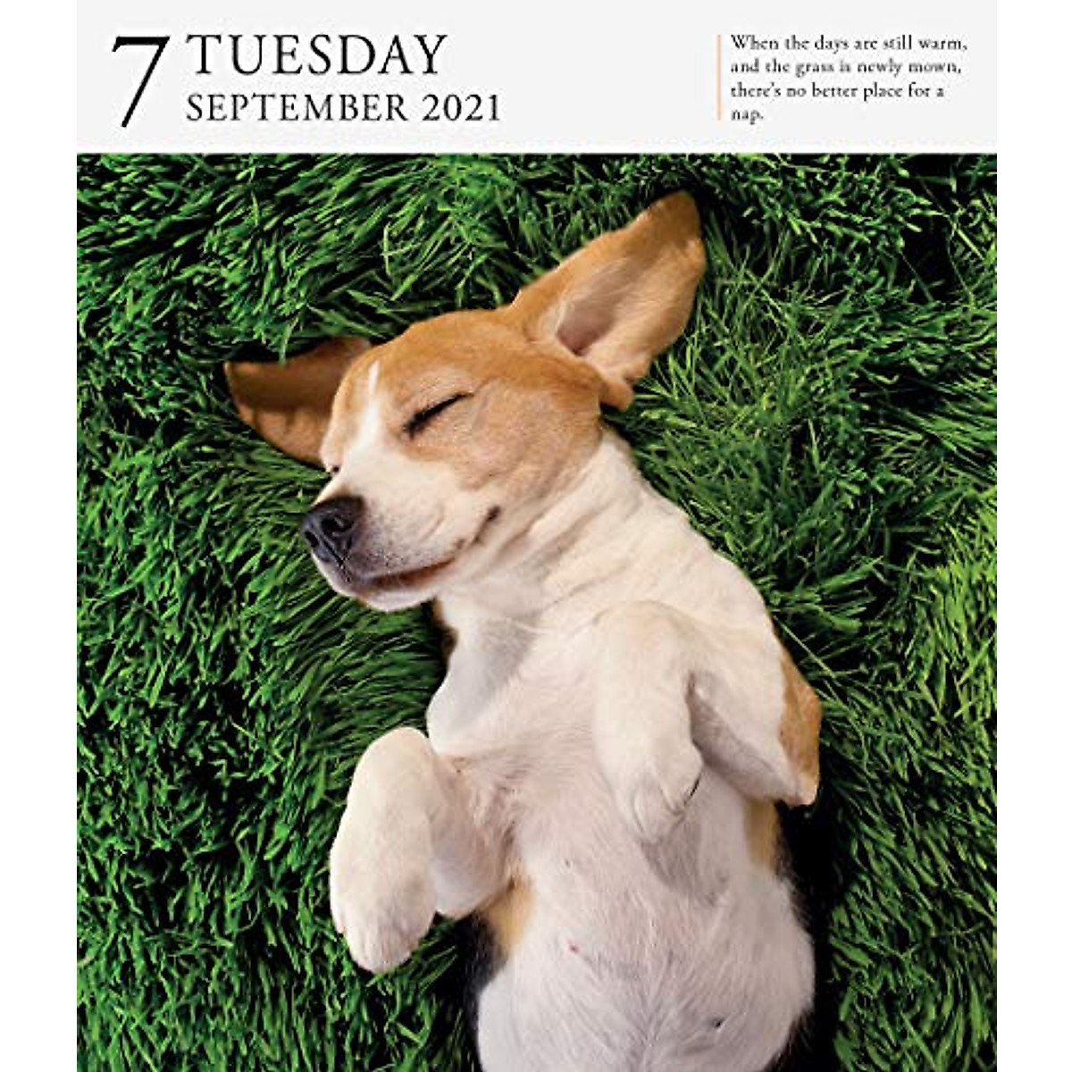 Dog Page-A-Day Gallery Calendar 2021