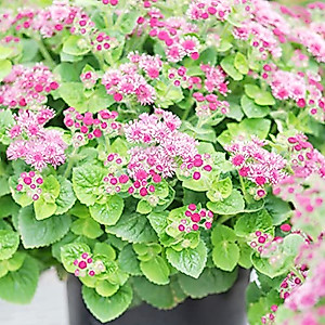 Ageratum Seeds - Red Flint - Packet - Red Flower Seeds, Heirloom Seed Attracts Bees, Attracts Butterflies, Attracts Pollinators, Fragrant, Container Garden