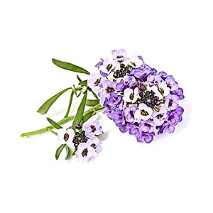 Click and Grow Smart Garden Sweet Alyssum Plant Pods, 3-Pack