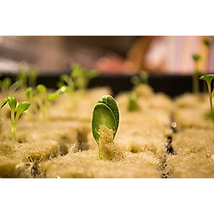 Rockwool 1.5" Cubes x 98