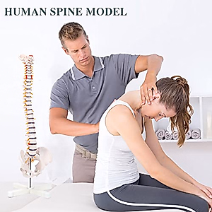 RONTEN Spine Model, 31" Life Size Spinal Cord Model with Vertebrae, Nerves, Arteries, Lumbar Column and Male Pelvis - Mount on a Stand