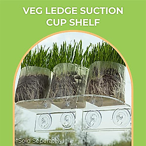 Window Garden Expanding Organic Fiber Soil 12qt and Hydrating Bag, Potting Soil for Planting Indoors or Outdoors, Plant Soil for Any Seed Starting Kit, Microgreens or Succulent, Easy-to-Store Soil