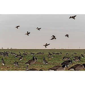 Dive Bomb Industries 1 Dozen V2F Canada Goose Silhouette Decoys