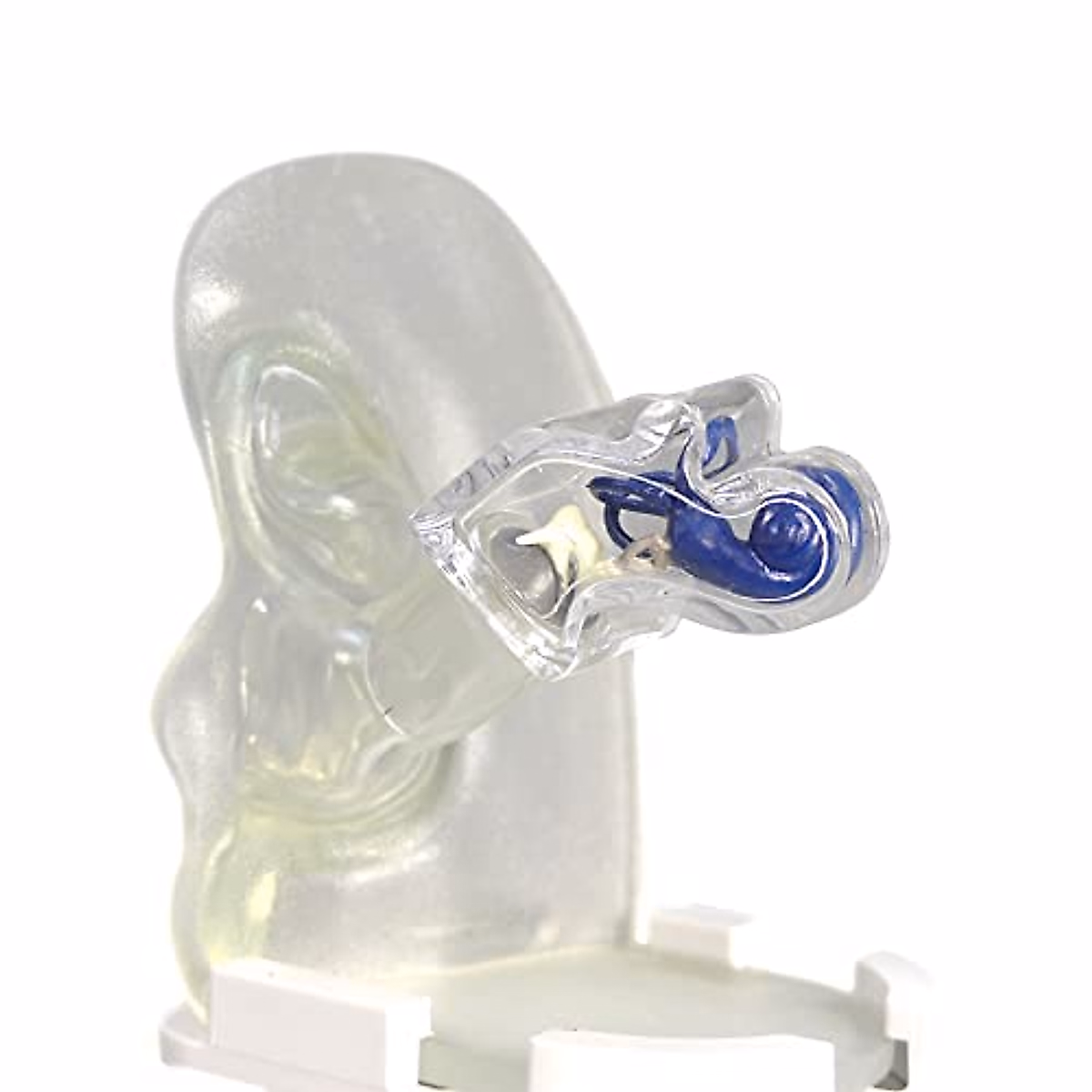 GPI Anatomicals - Clear Ear Model | Human Body Anatomy Replica of Ear for Doctors Office Educational Tool