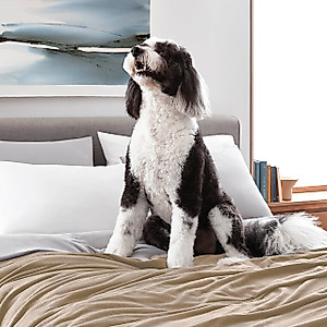 Martex Fleece Blanket Queen Size - Fleece Bed Blanket - All Season Warm Lightweight Super Soft Anti Static Throw Blanket - Beige Blanket - Hotel Quality- Blanket For Couch (90x90 Inches, Beige)