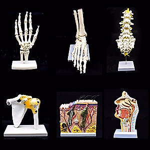 Human Foot Skeleton Model with Ligaments, Flexible, Anatomically Accurate Foot Skeleton Model Life Size Human Skeleton Anatomy for Science Classroom Study Display Teaching Medical Model