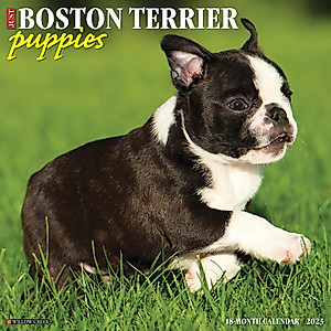 Just Boston Terrier Puppies 2023 Wall Calendar