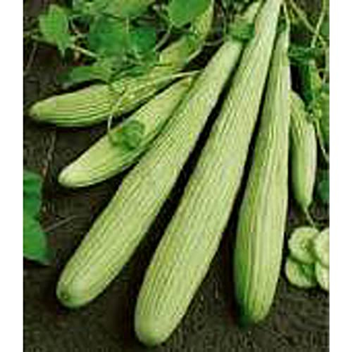 Armenian Yard Long Cucumbers Seeds (20+ Seeds) | Non GMO | Vegetable Fruit Herb Flower Seeds for Planting | Home Garden Greenhouse Pack