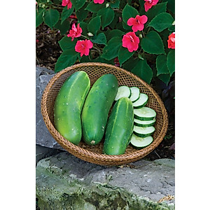 Burpee Hybrid II Slicing Cucumber Seeds 30 seeds