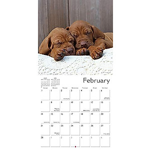 2021 Pooped Puppies 16-Month Wall Calendar