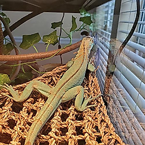 kathson Bearded Dragon Hammock,Lizard Lounger Reptile Tank Hanging Plants Climbing Jungle Vines Flexible Leaves Decorations for Lizards Chameleon Gecko Snakes(5 PCS)