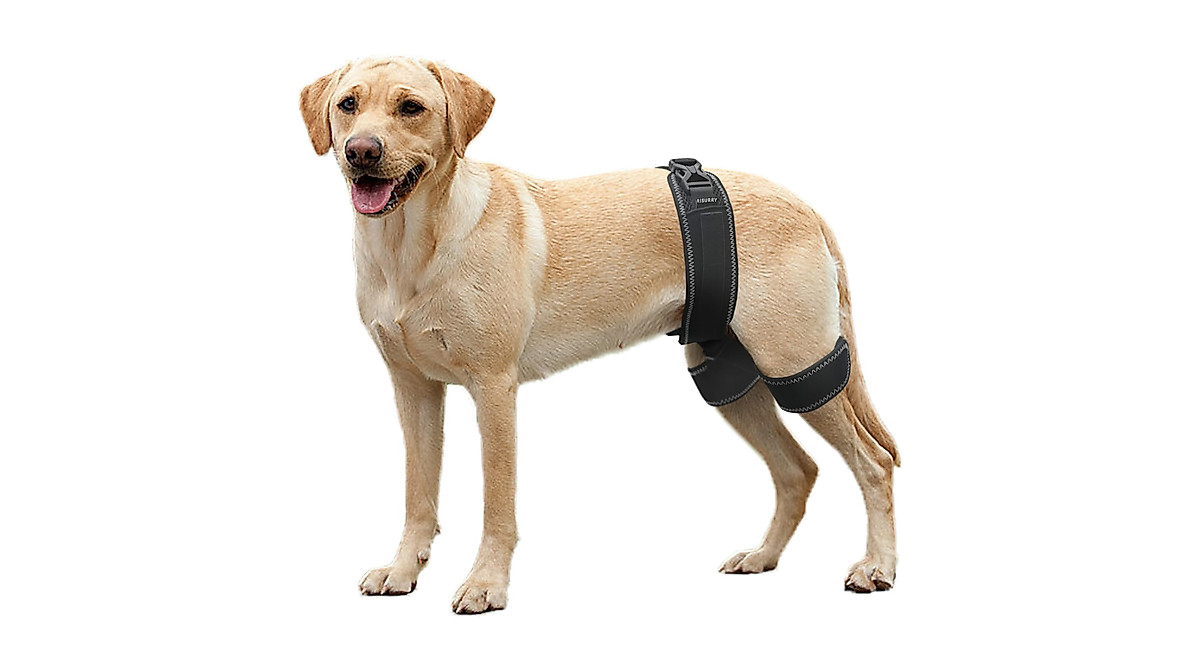 Dog Hip Orthotics Brace for Hip Dysplasia & Pain Relief | CHAMIN