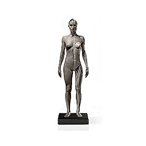 Superdental Female Proportional Figure V.2 Female Body Muscle Model 1:6
