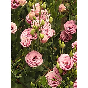 seedcaps Lisianthus Seeds for Planting - 100 Pcs Rare Pink Perennial Flower Seeds for Planting in Pots Home Garden