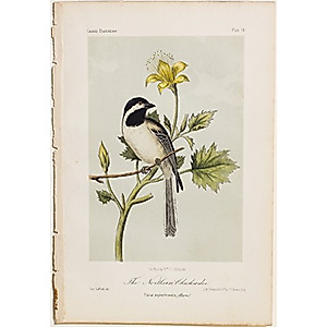 The Northern Chickadee