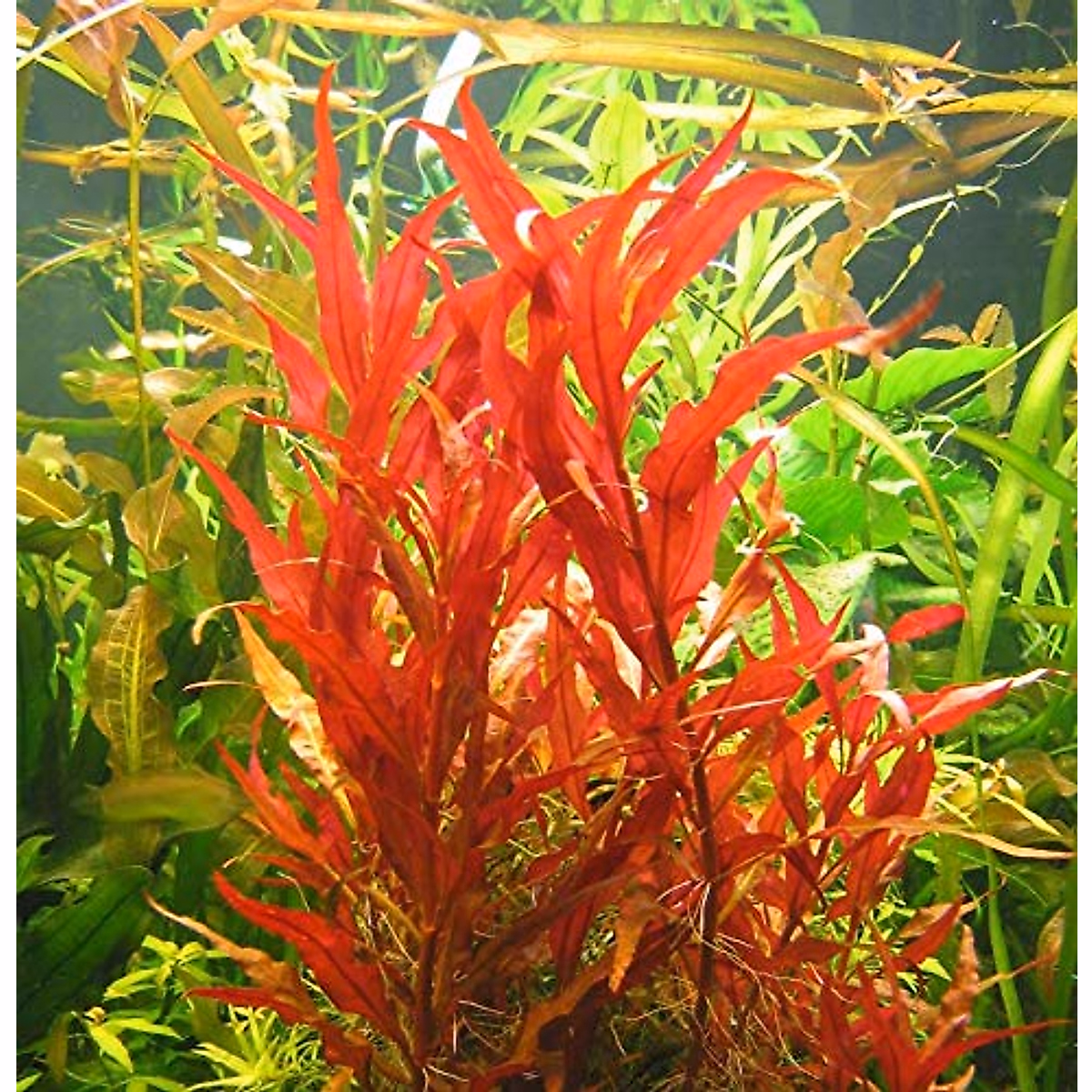 Mainam Alternanthera Reineckii VAR. Roseafolia Telanthera Freshwater Red Stem Live Aquarium Plant