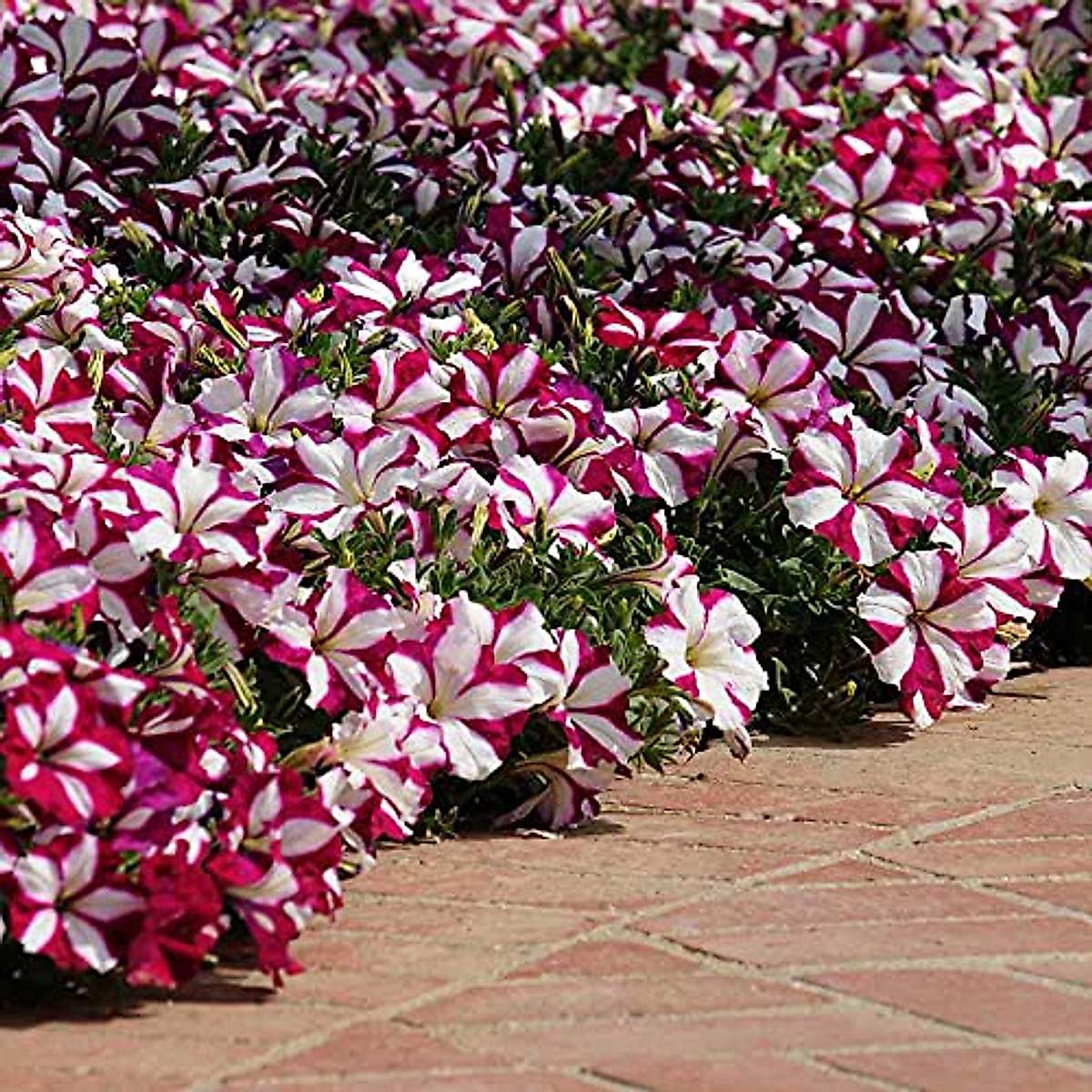 Outsidepride Burgundy Star Easy Wave Petunia Spreading Garden Flowers for Hanging Baskets, Pots, Containers, Beds - 30 Seeds