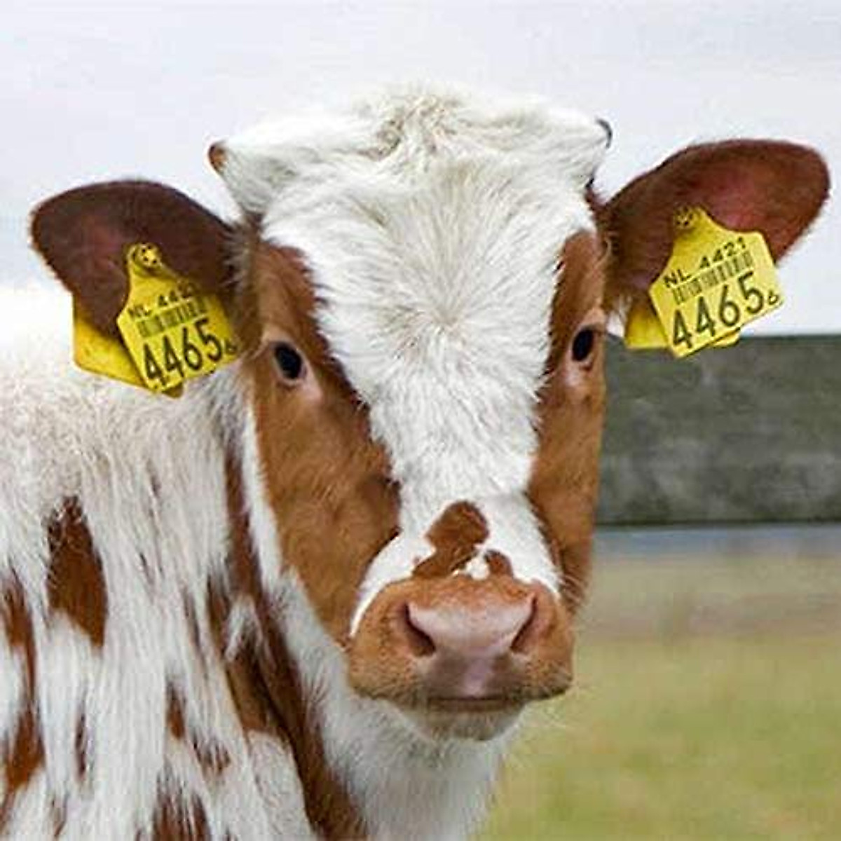 Durable Cattle Ear Tags for Livestock Identification