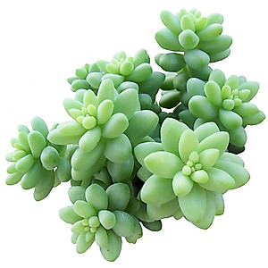 Sedum Burrito Donkey's Tail Succulent (2 inch) | Live Healthy Unique Hanging Succulents for Home Office Decoration