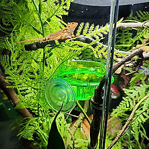MUYG Chameleon Feeding Bowl with Suction Cup,Reptiles Feeder Water Bowls Anti-Escape Worm Live Fodder Translucent Container Ledge Dish Supplies for Lizard Bearded Dragon Gecko Snake(4Pcs)