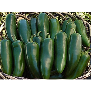 Mammoth F1 Hybrid Jalapeno Hot Pepper Seeds - 4 ¾" Long by 1 ¾" Wide Jalapeno (25 - Seeds)