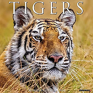 Willow Creek Press Tigers Monthly 2024 Wall Calendar (12" x 12")